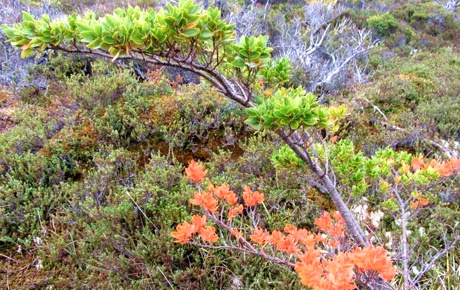 Sphagnum Moss Chile - Sphaigne du Chili